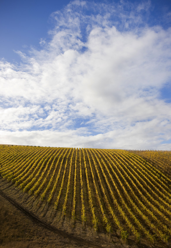 Geelong Wine Region | Things to do in Geelong | Rydges Geelong